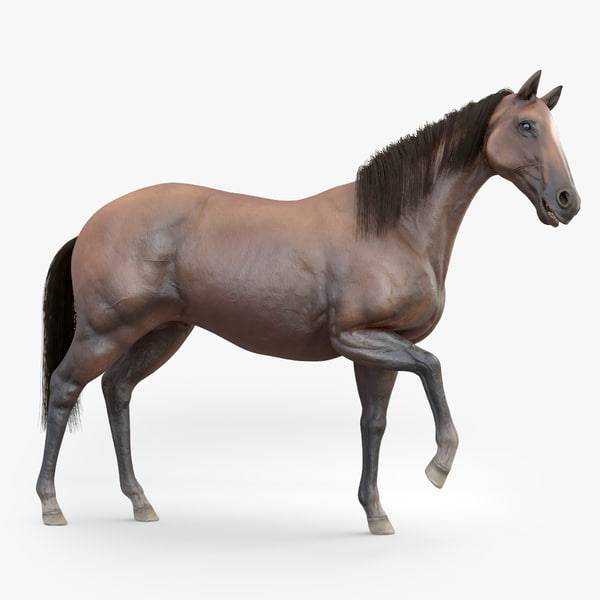 3D Horse Models | TurboSquid