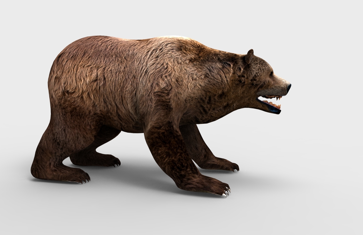 Bear rigged 3D model - TurboSquid 1254559