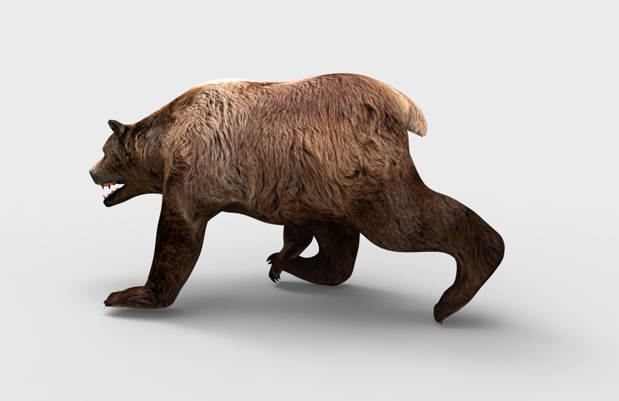 Bear rigged 3D model - TurboSquid 1254559
