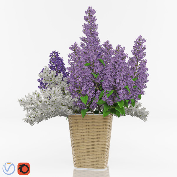 Lilac model - TurboSquid 1254822