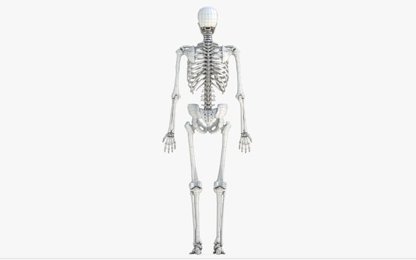 Human skeleton 3D - TurboSquid 1255626