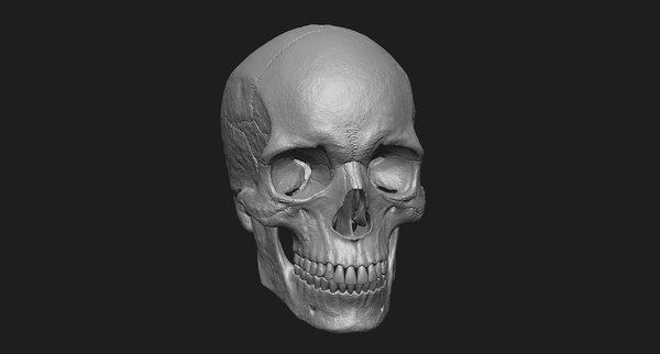 3D модель Модель человеческого черепа Zbrush - TurboSquid 1255673