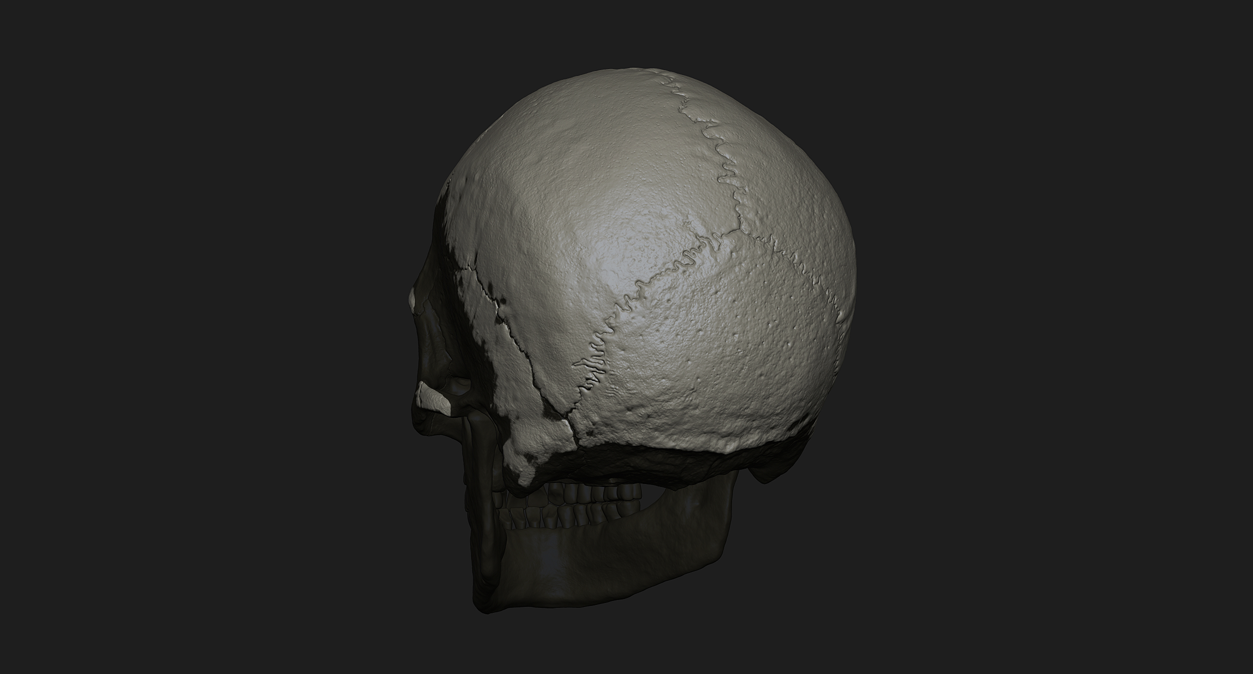3D модель Модель человеческого черепа Zbrush - TurboSquid 1255673