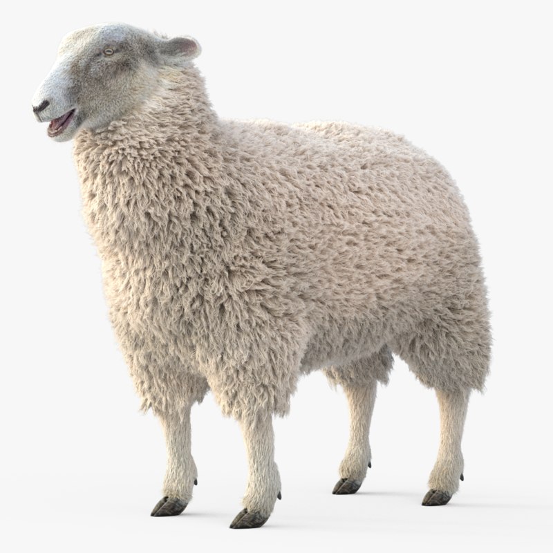 3D model adult sheep - TurboSquid 1255741