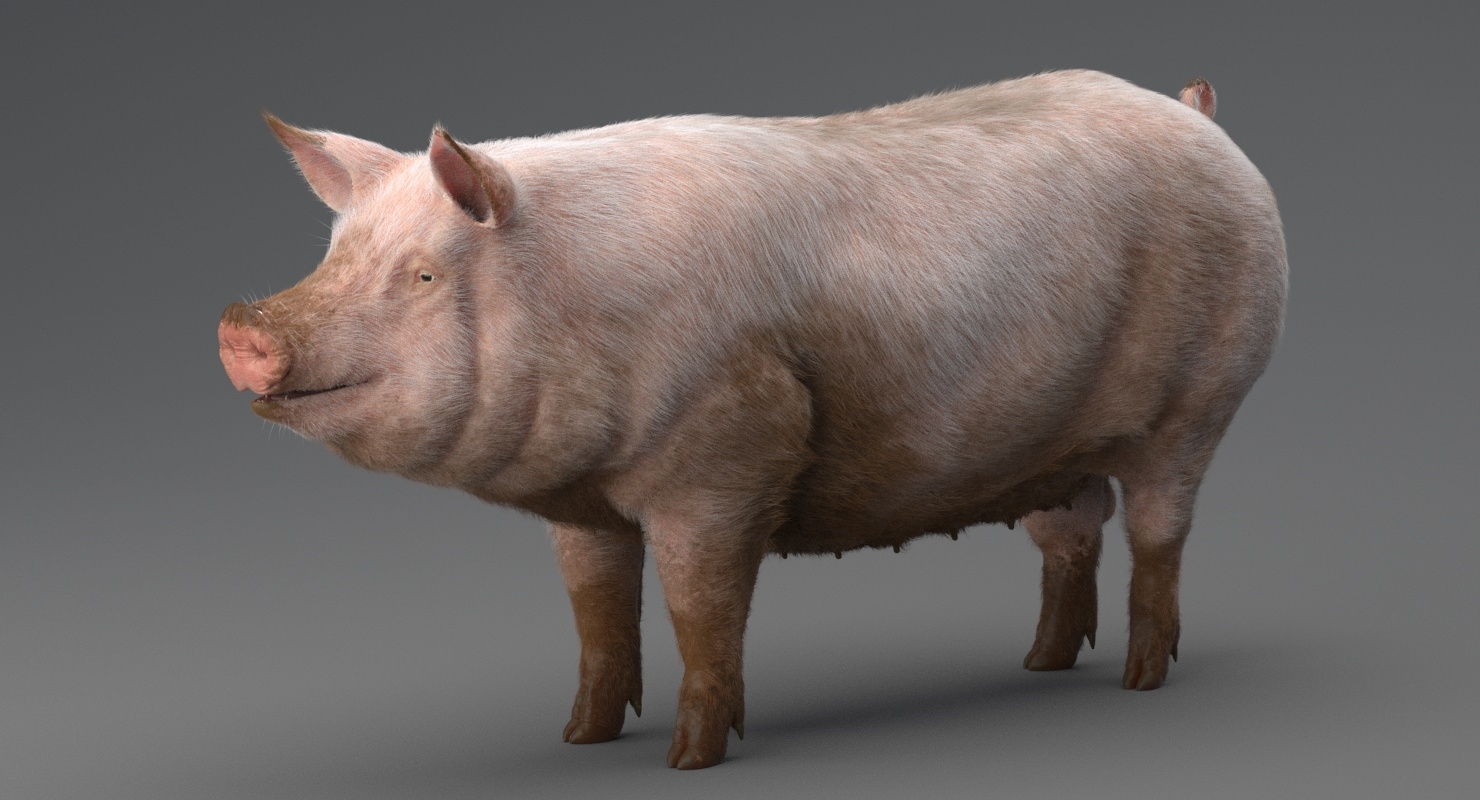 Pig 3D model - TurboSquid 1256092