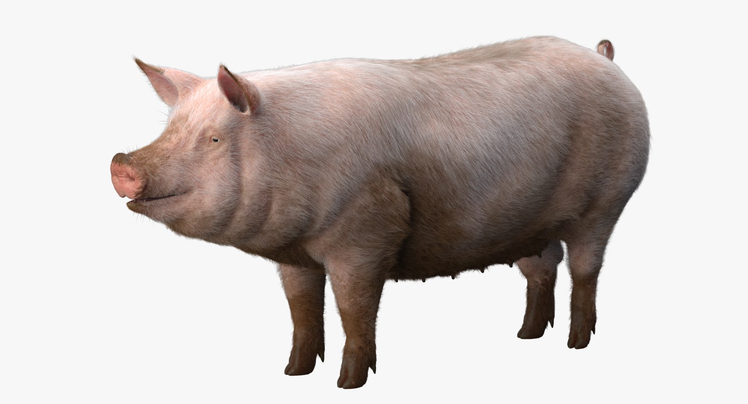 Pig 3D model - TurboSquid 1256092