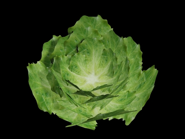 Low Poly Lettuce 3D Models for Download | TurboSquid