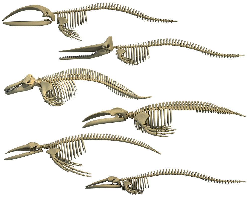 Whale skeletons 3D model - TurboSquid 1256604