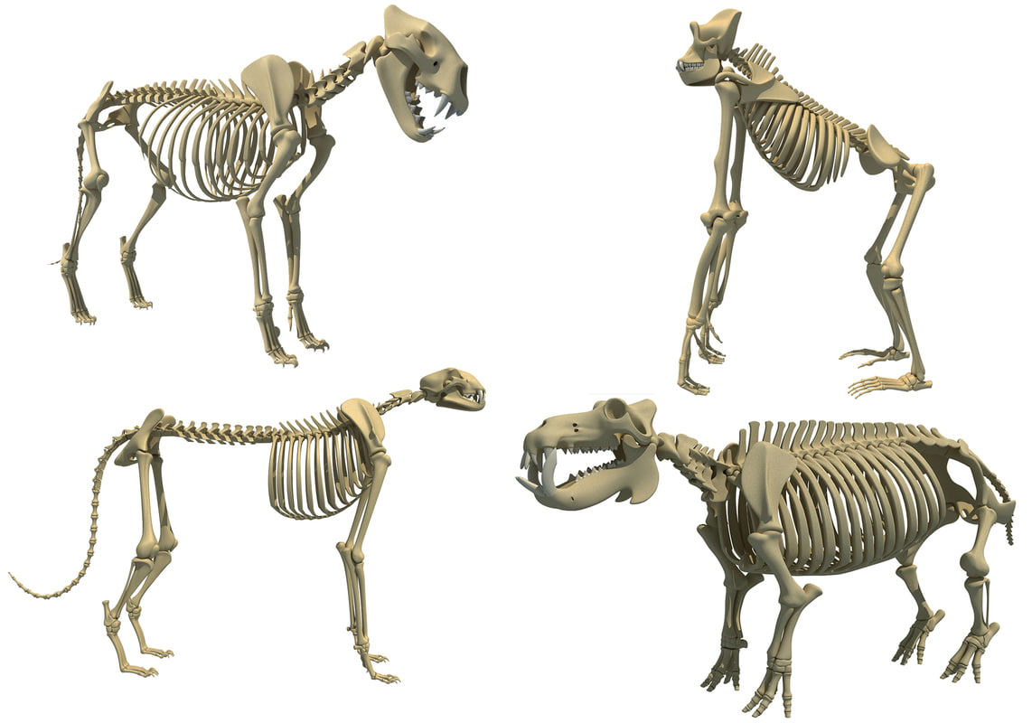 Animal Skeletons 3D Model TurboSquid 1256647