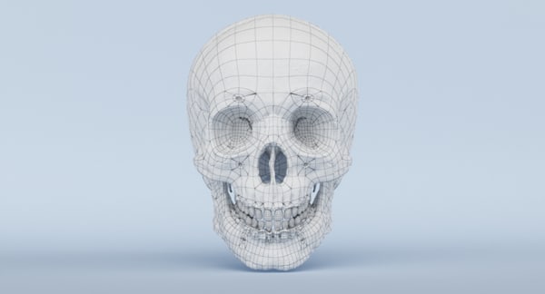 3d model of skull anatomy