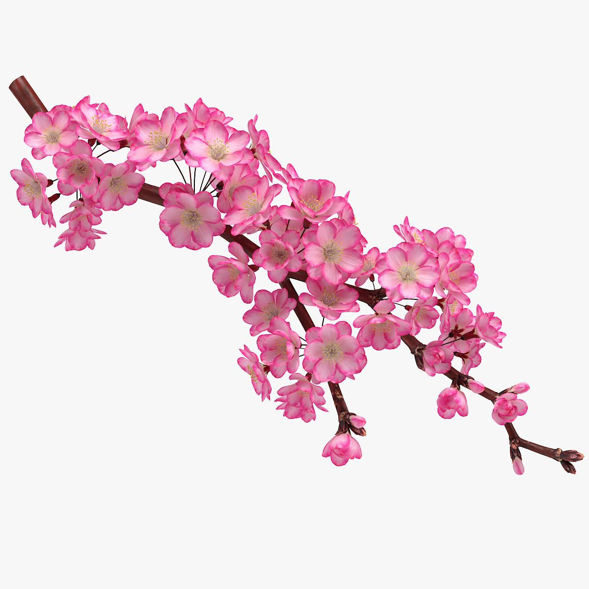 3D realistic sakura branch model - TurboSquid 1257128