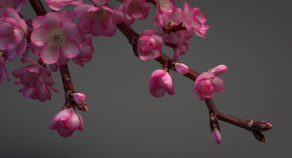 3D realistic sakura branch model - TurboSquid 1257128
