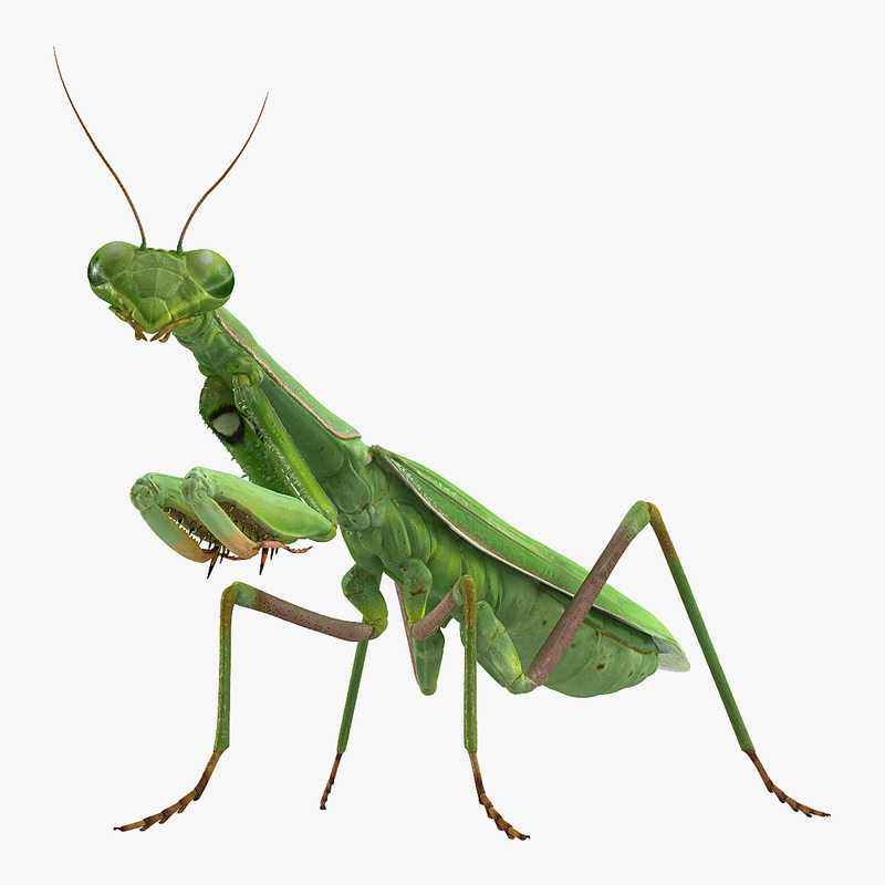 3D model mantis religiosa large hemimetabolic - TurboSquid 1258131