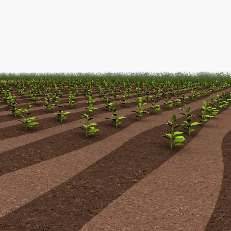 3D farm crops model - TurboSquid 1258090