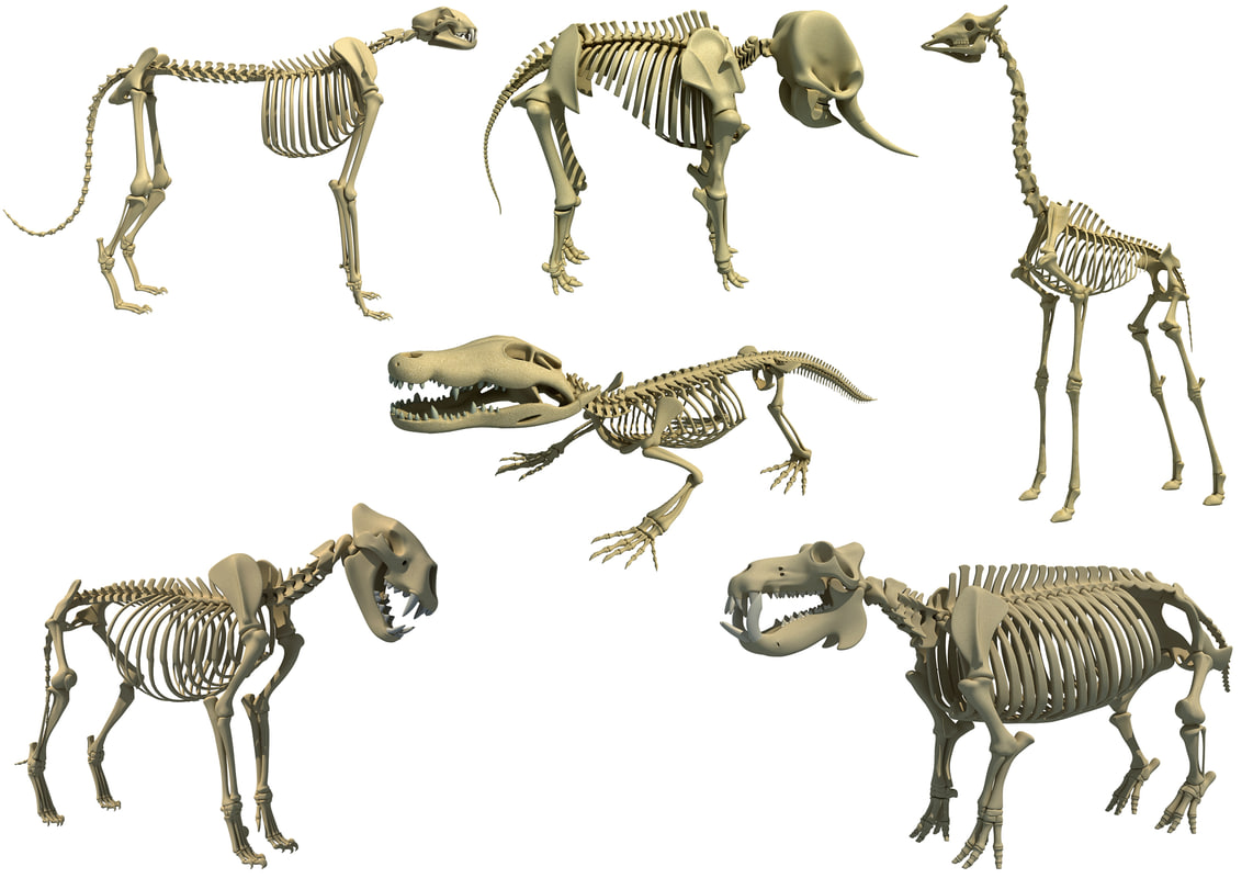 African Animal Skeleton Model TurboSquid 1258191