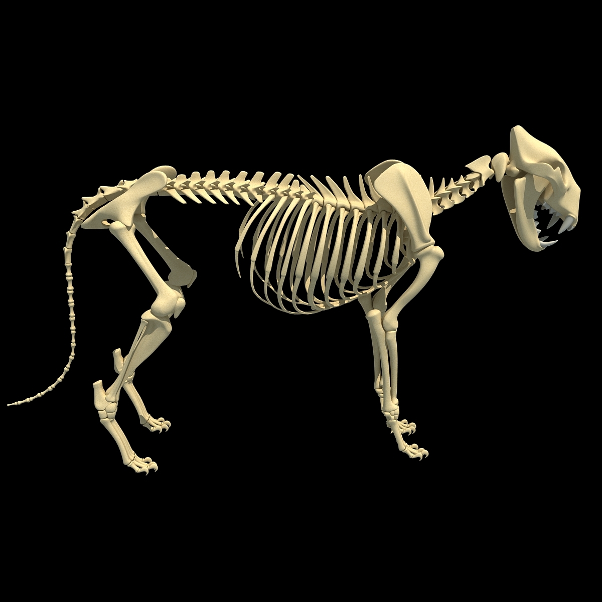 Afrikanische Skelette der Tier-3D 3D-Modell - TurboSquid 1258191