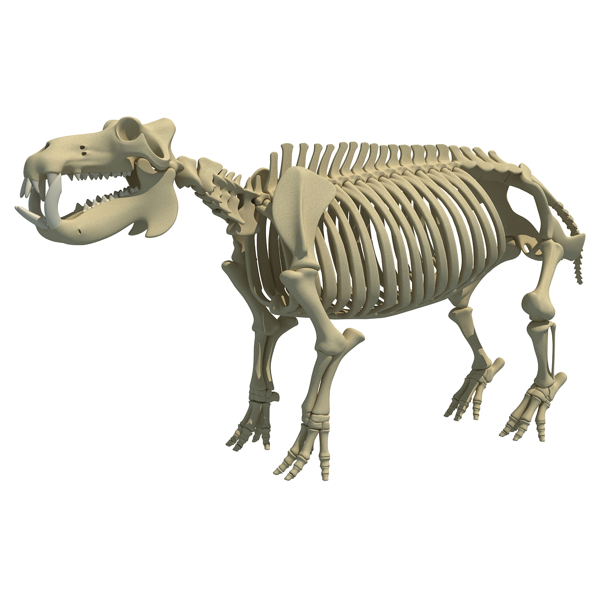 African animal skeleton model - TurboSquid 1258191