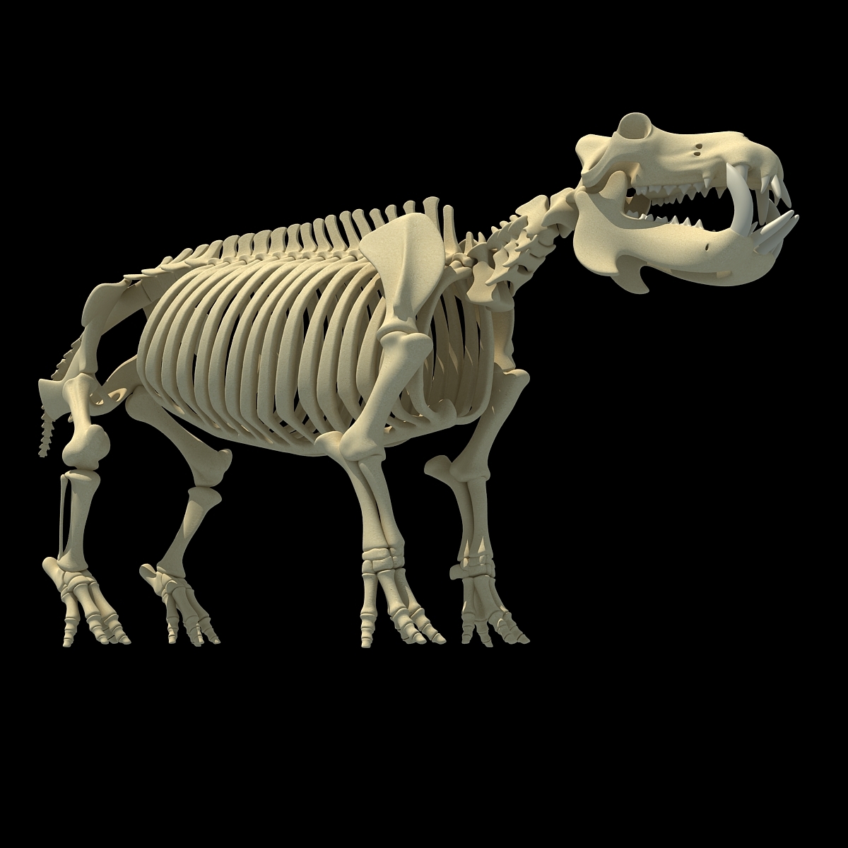 African animal skeleton model - TurboSquid 1258191