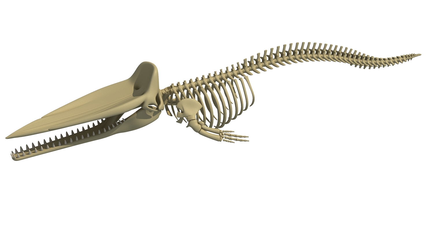 modelo 3d Modelos de esqueletos de ballena - TurboSquid 1258401