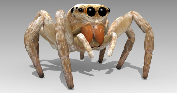 Spider 3D Models for Download | TurboSquid