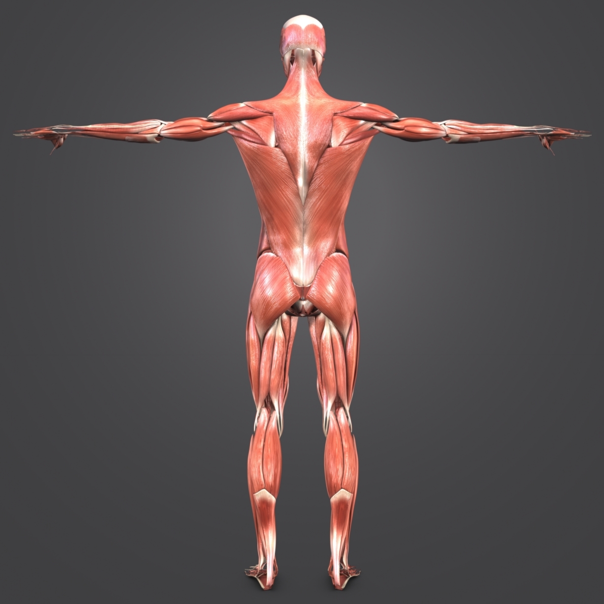 Muscular human body muscles 3D model - TurboSquid 1268827