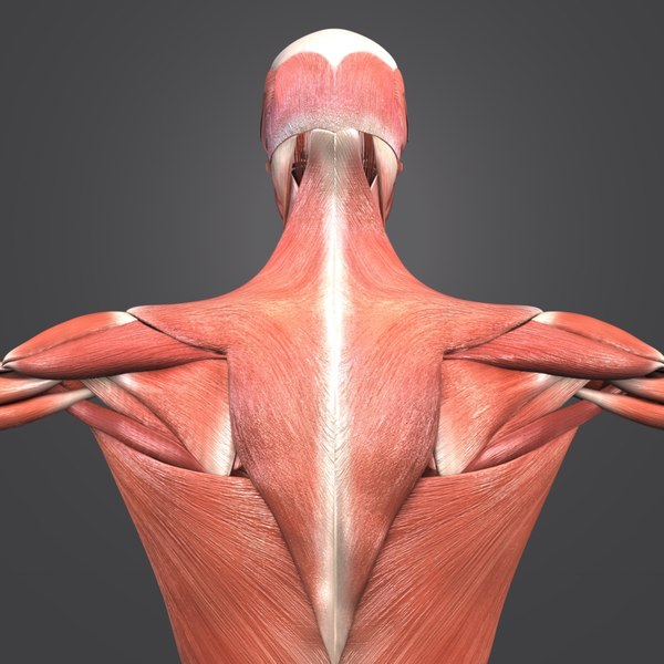 Muscular human body muscles 3D model - TurboSquid 1268827