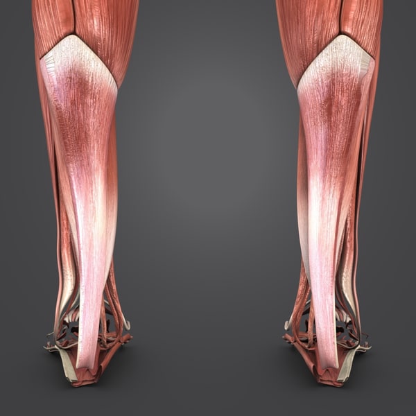 Muscular human body muscles 3D model - TurboSquid 1268827