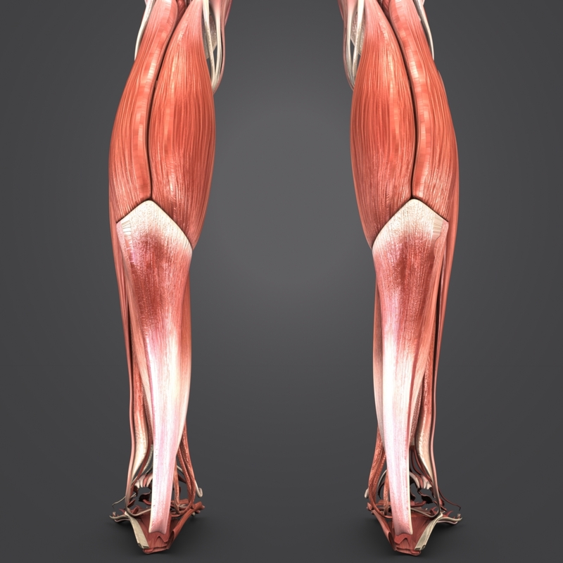 Muscular human body muscles 3D model - TurboSquid 1268827