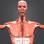 Muscular human body muscles 3D model - TurboSquid 1268827