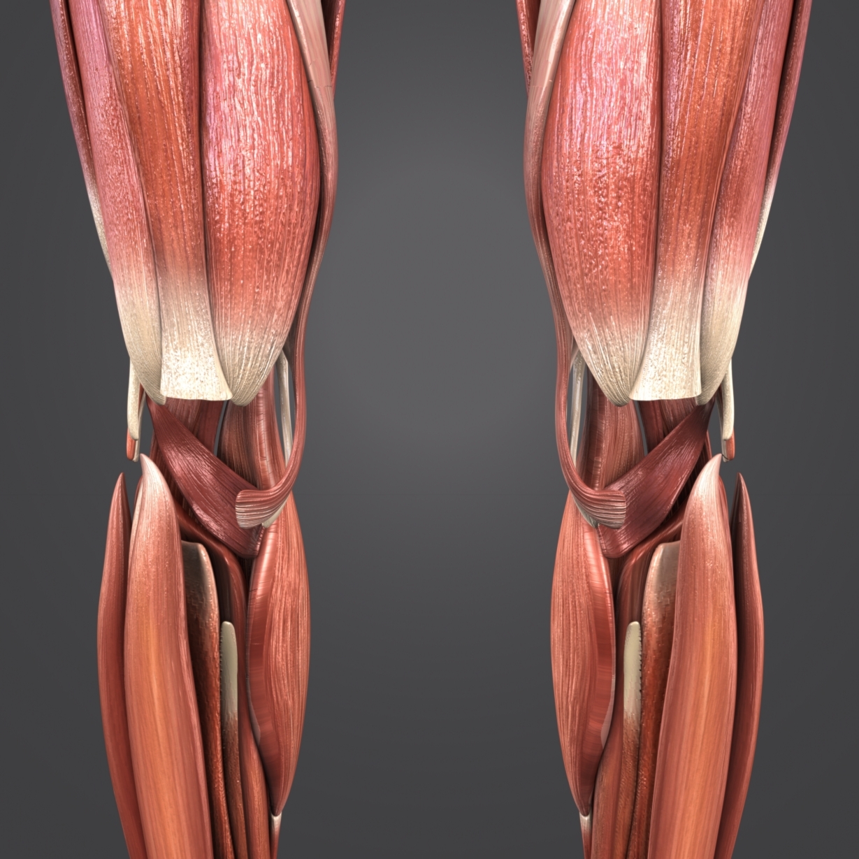 Muscular human body muscles 3D model - TurboSquid 1268827