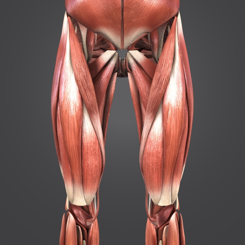 Muscular human body muscles 3D model - TurboSquid 1268827