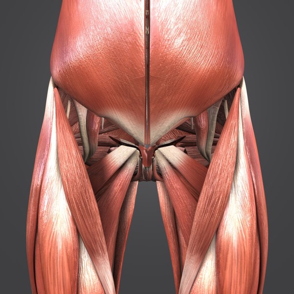 Muscular human body muscles 3D model - TurboSquid 1268827