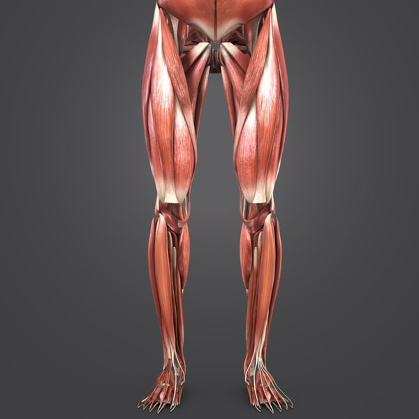 Muscular human body muscles 3D model - TurboSquid 1268827