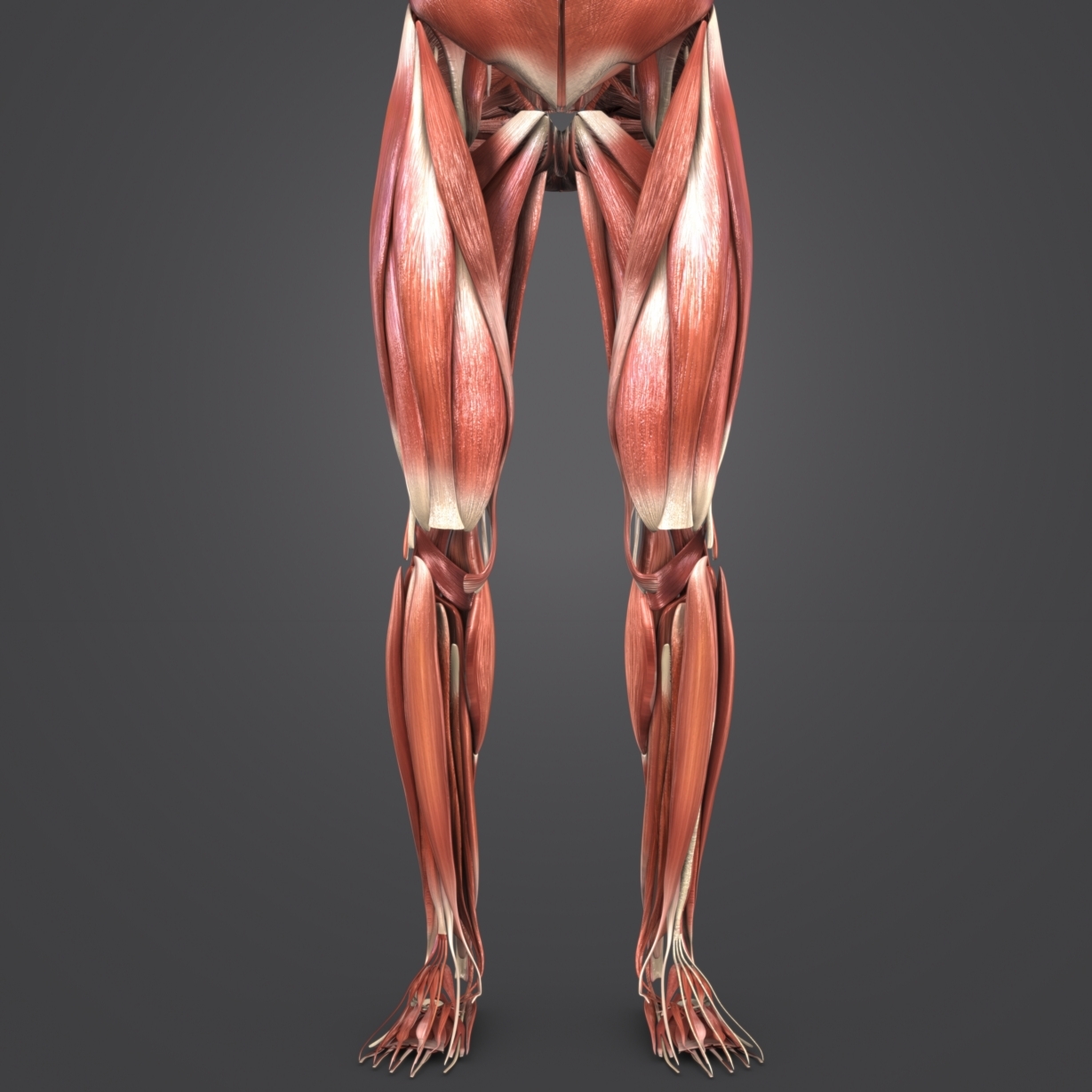 Muscular human body muscles 3D model - TurboSquid 1268827