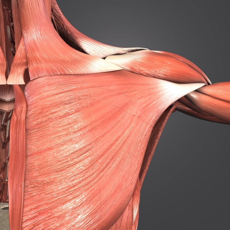Muscular human body muscles 3D model - TurboSquid 1268827