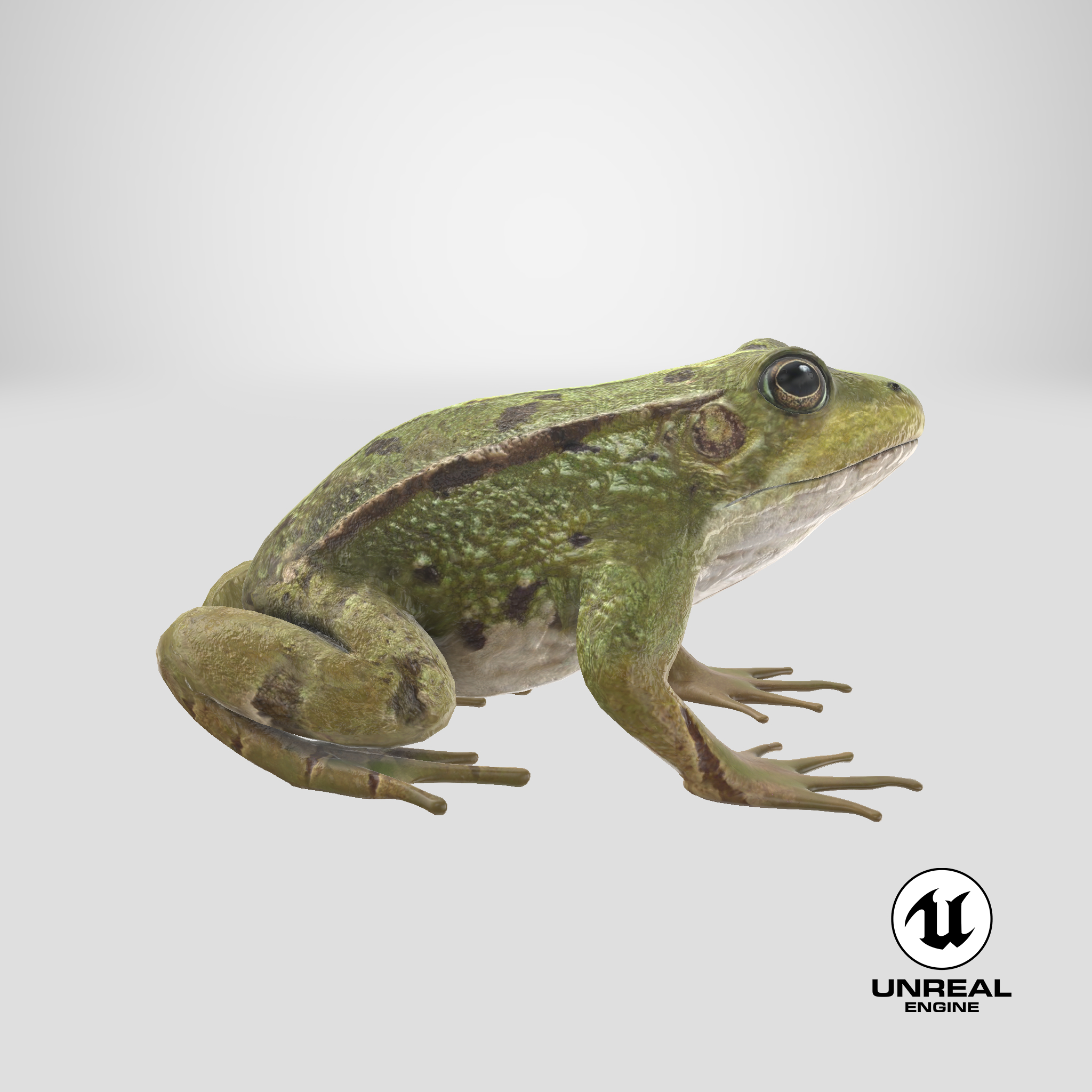 Frog model - TurboSquid 1167123