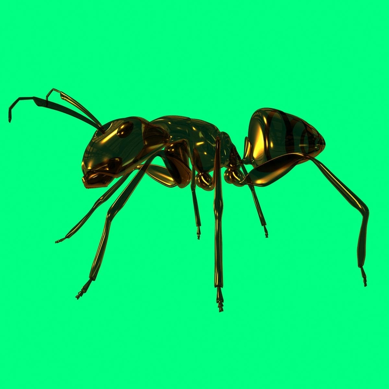 maya glass ant