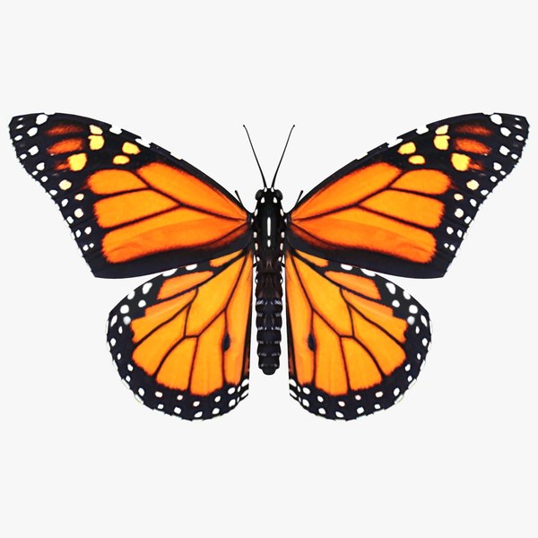 Realistic monarch butterfly 3D model - TurboSquid 1269215