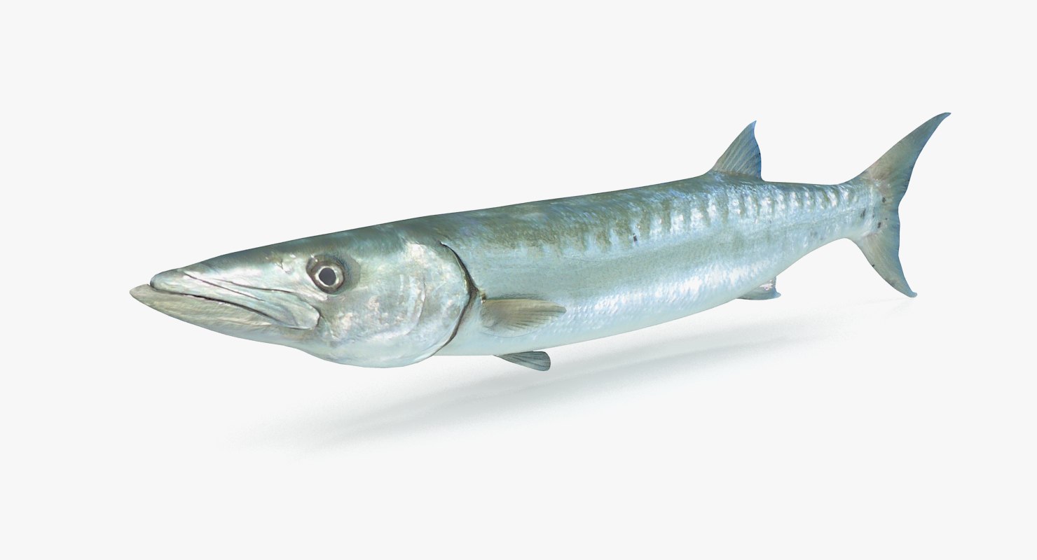 Barracuda 3D model - TurboSquid 1184284