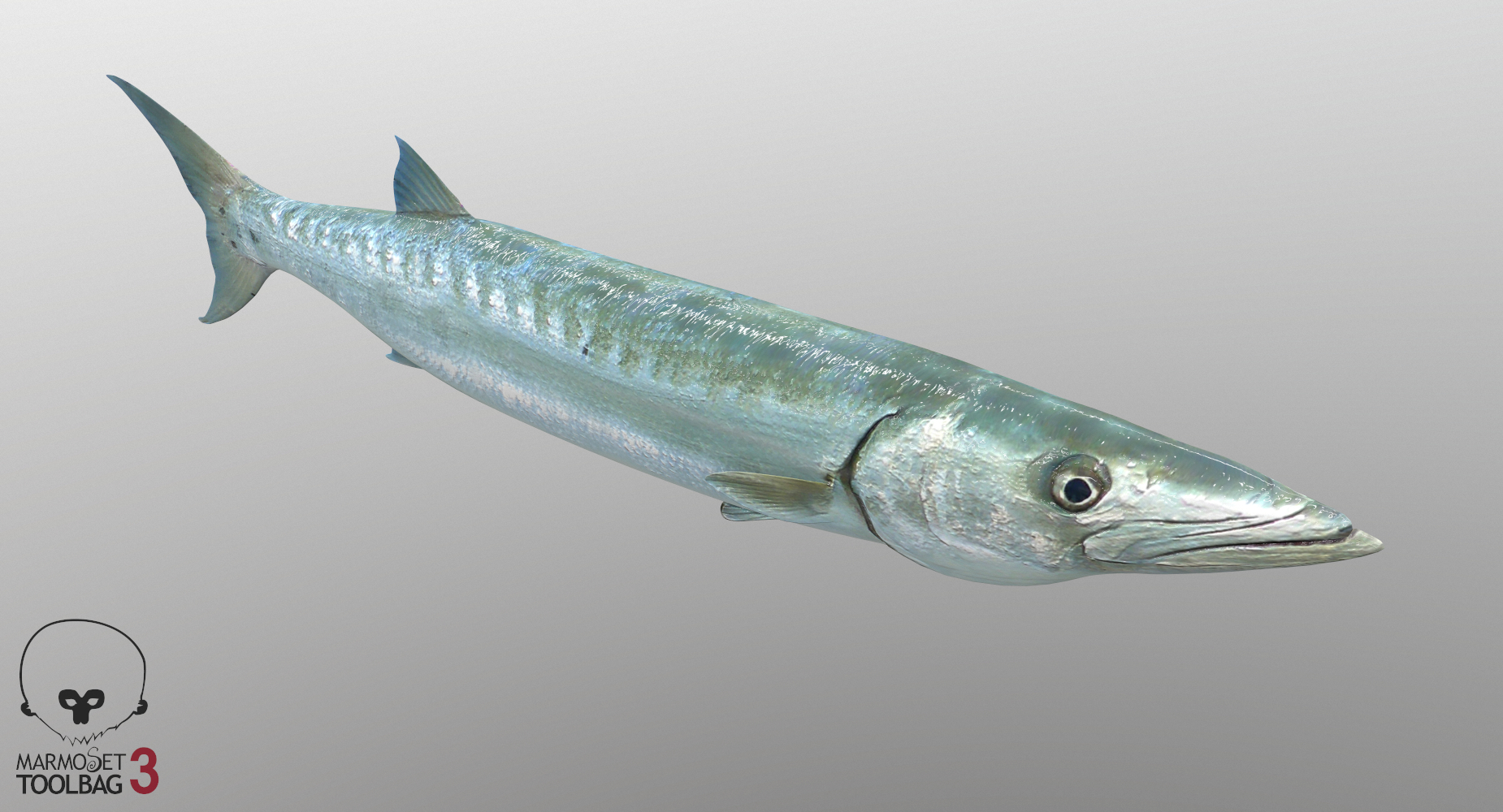 Barracuda 3D model - TurboSquid 1184284