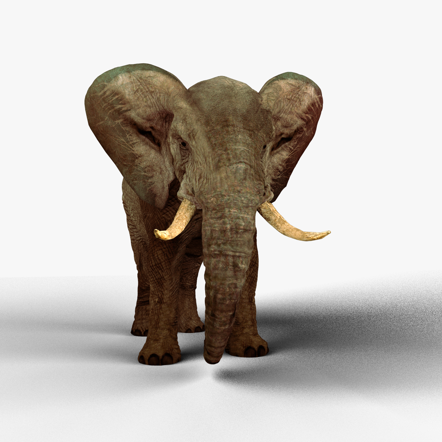 3D model african elephant - TurboSquid 1253200