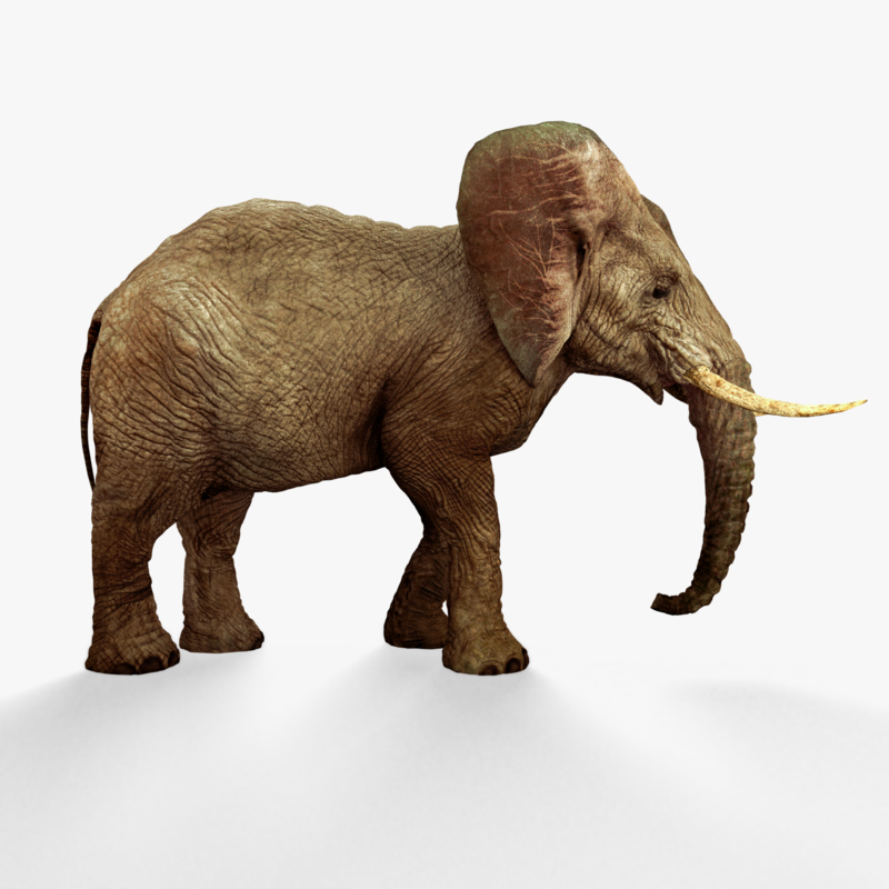 3D model african elephant - TurboSquid 1253200