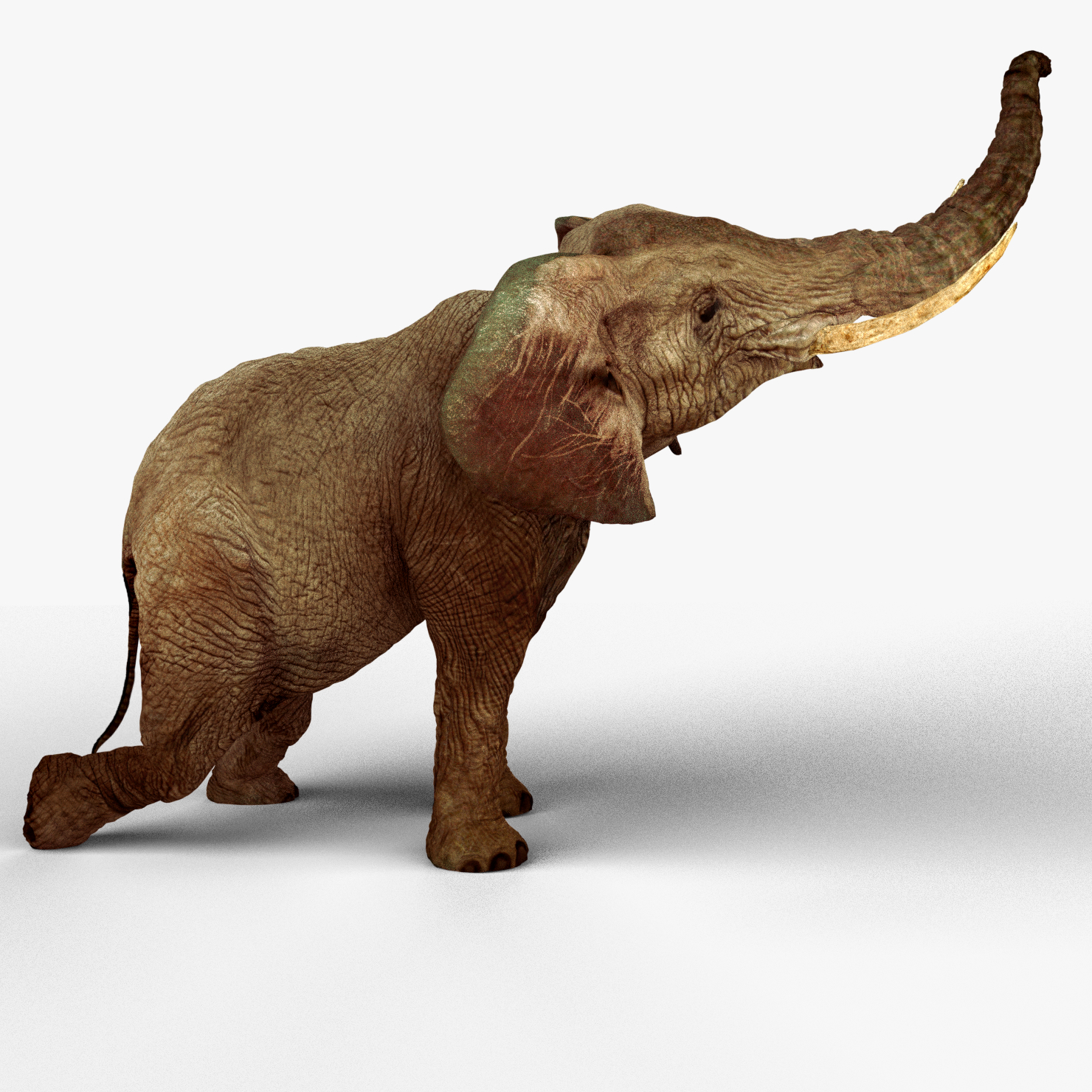 3D model african elephant - TurboSquid 1253200