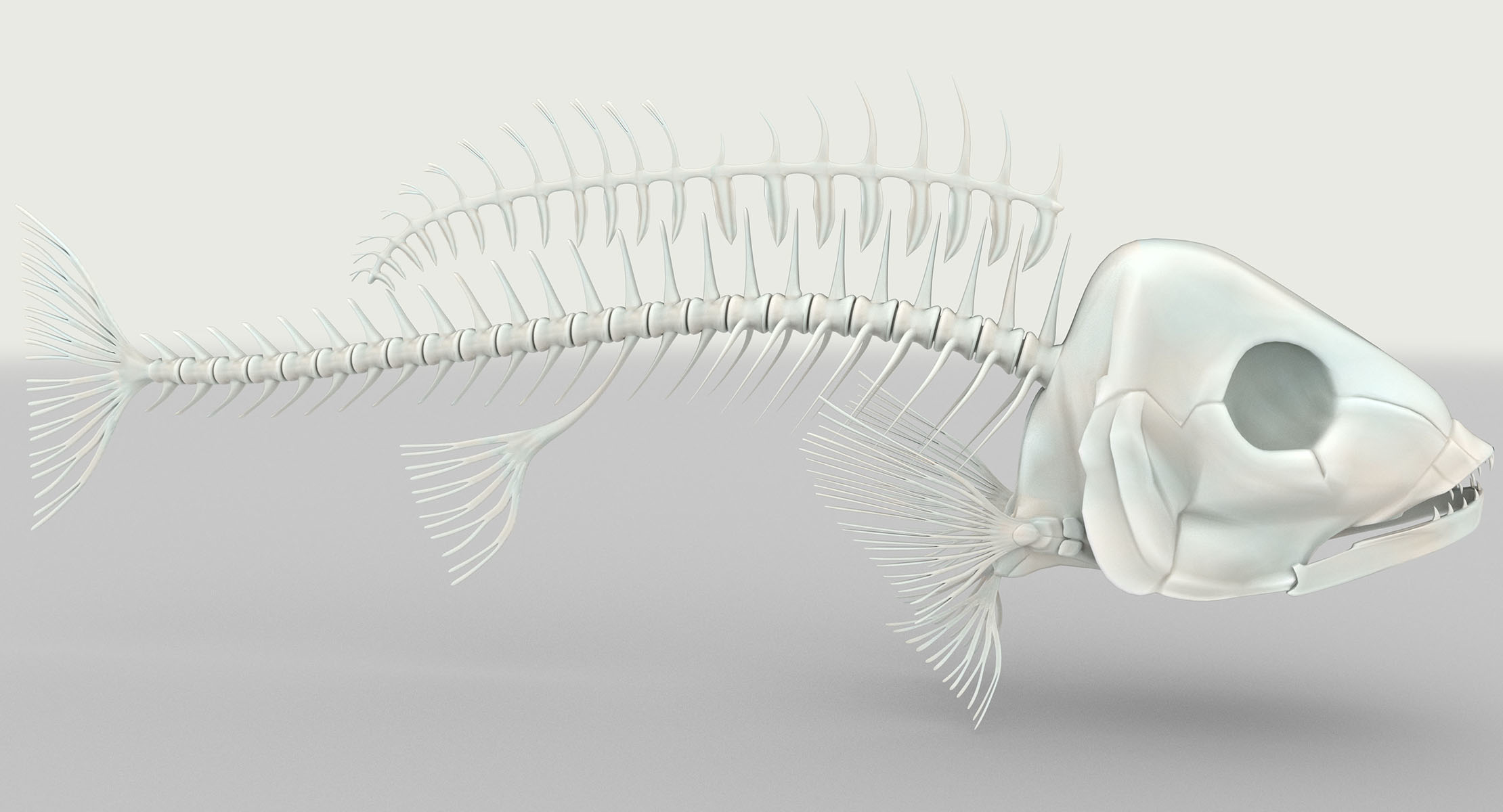 maya fish skeleton