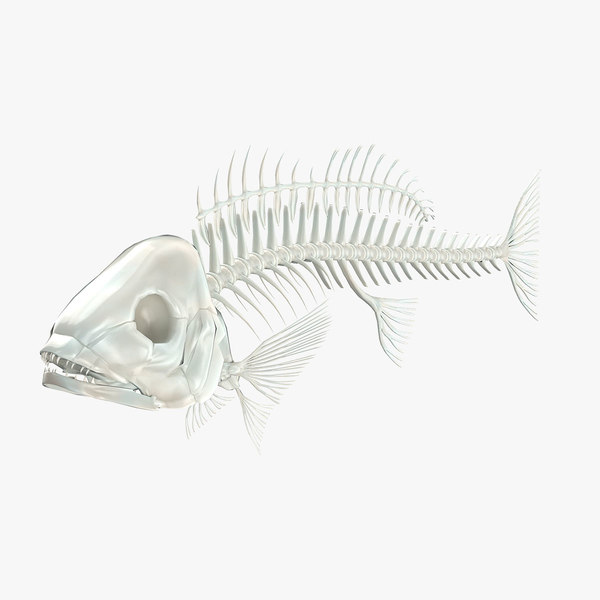 fish bone 3d model