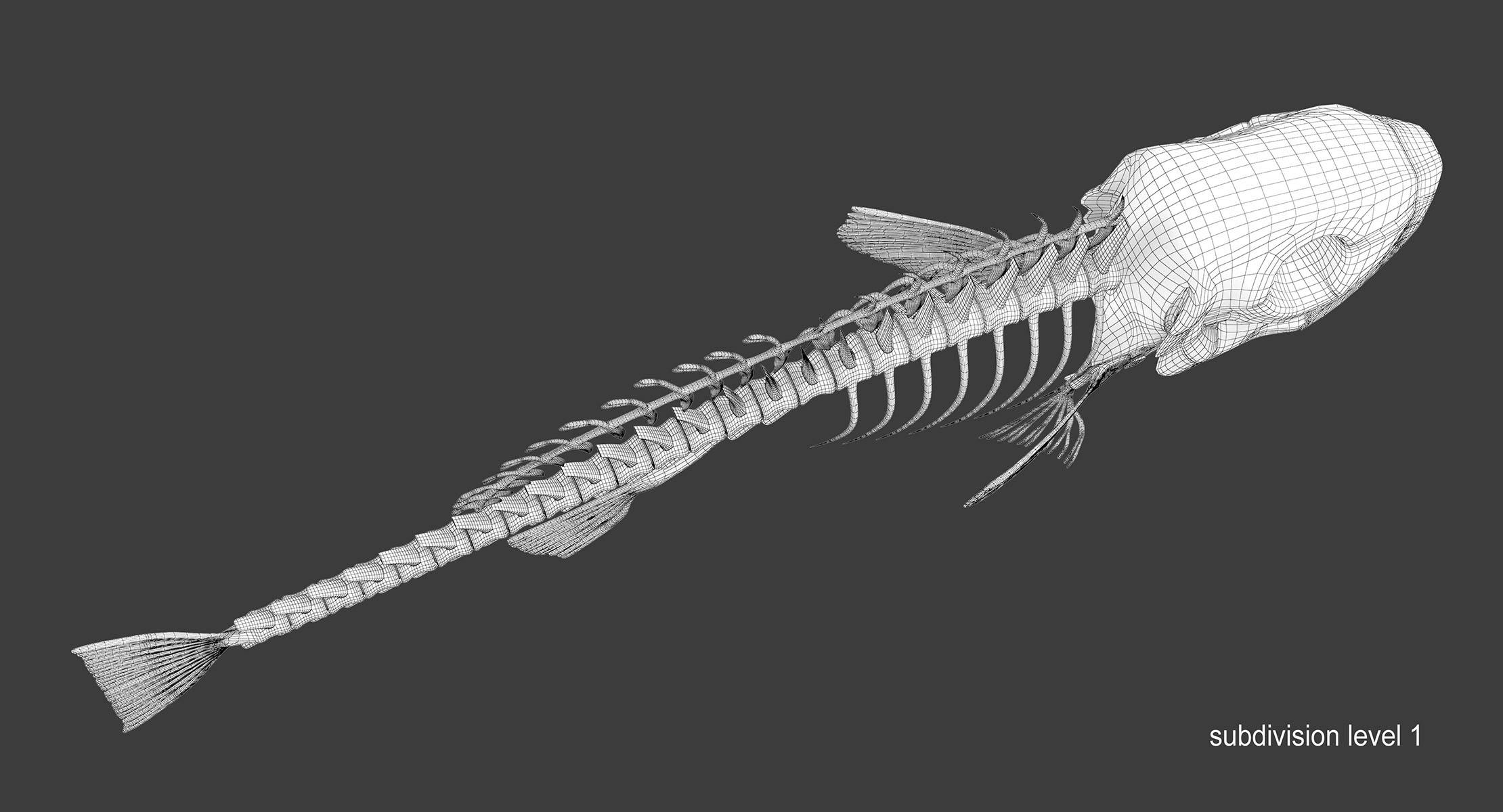 maya fish skeleton