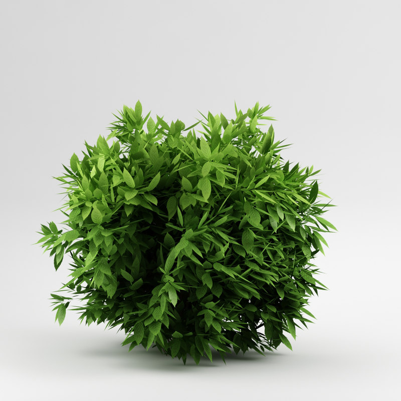 bush 3d model