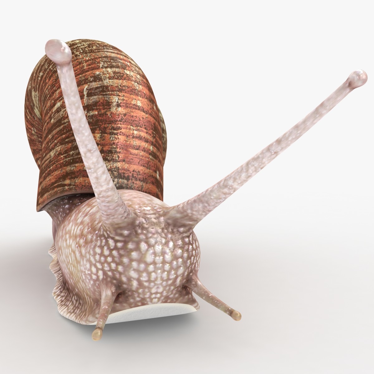 3d model snail