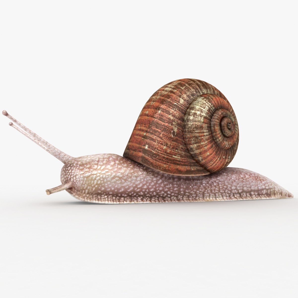 3d model snail