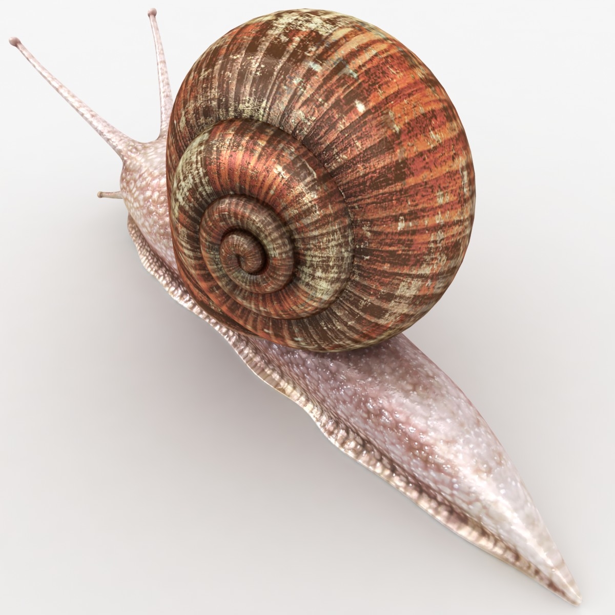 3d model snail